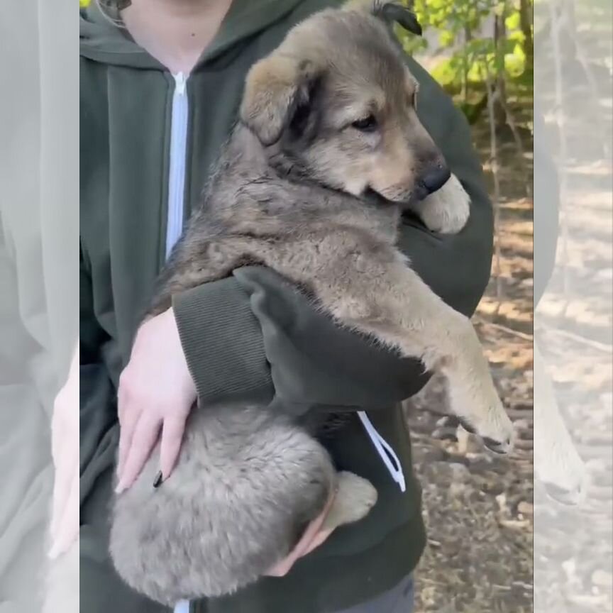 Щенок в добрые руки