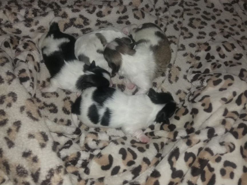 Щенки пекинеса