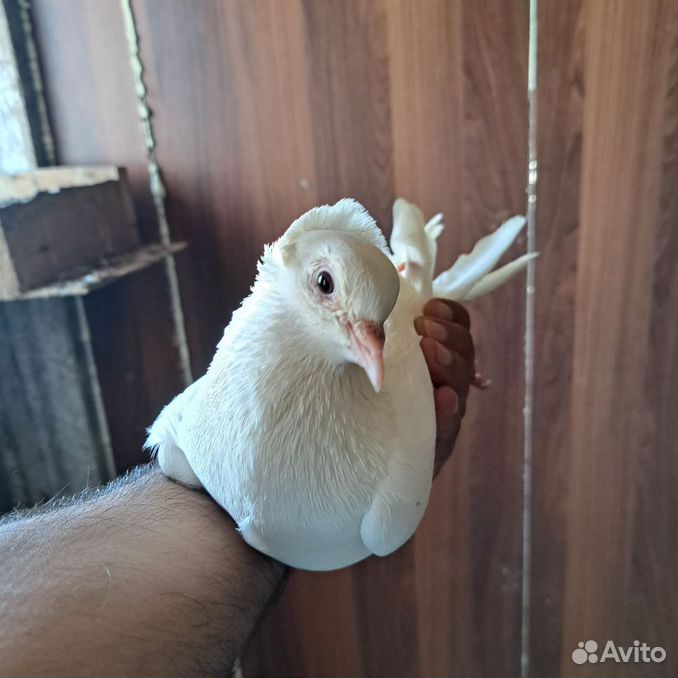 Голуби бакинцы