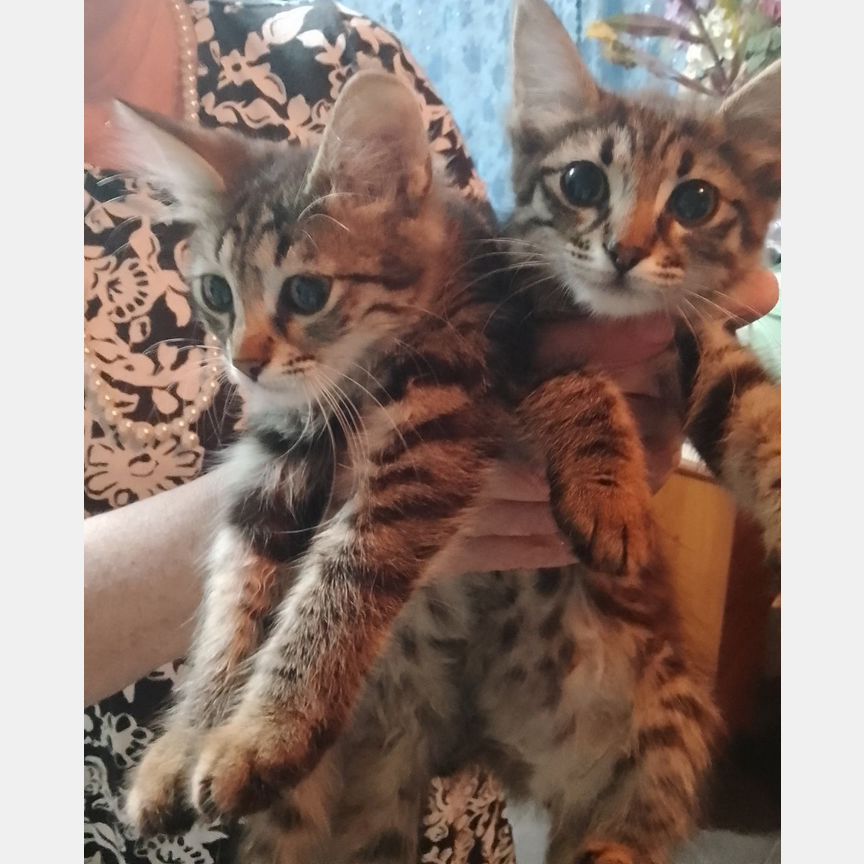 Котята в добрые руки бесплатно