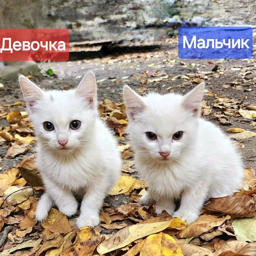 Белоснежные комочки счастья