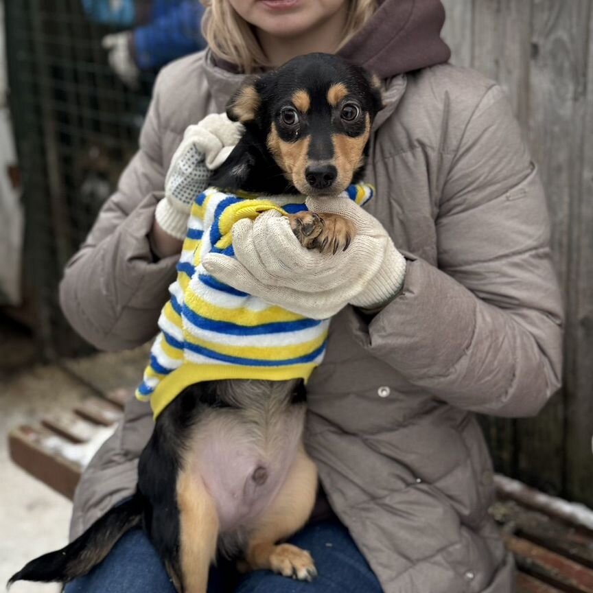 Щенок в добрые руки