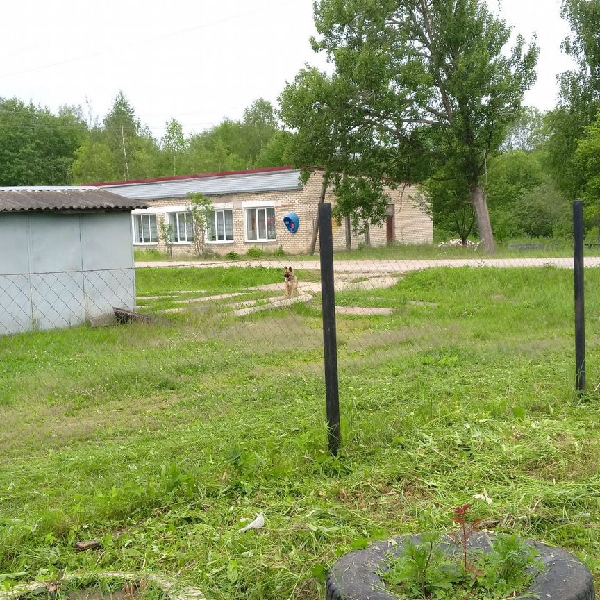 Отдаю собаку