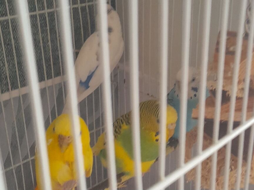 Волнистый попугай