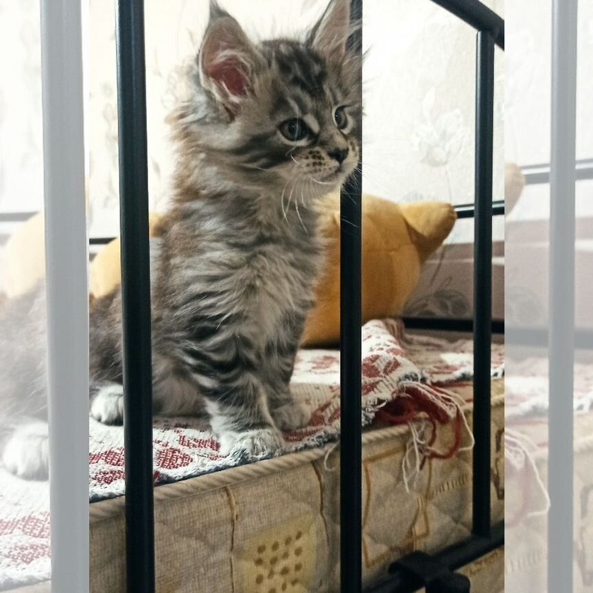 Котята мейн-кун