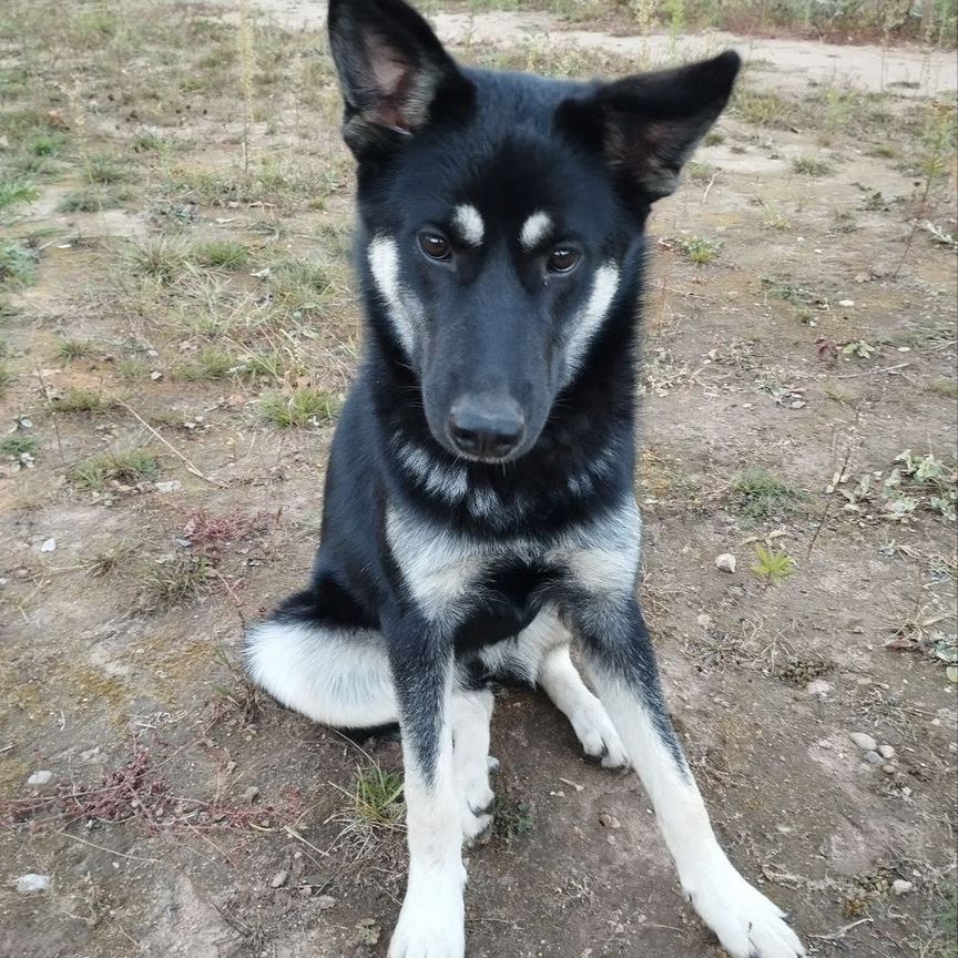 Собачка в добрые руки