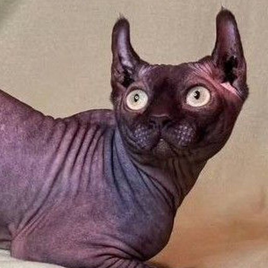 Канадский сфинкс, взрослый кот