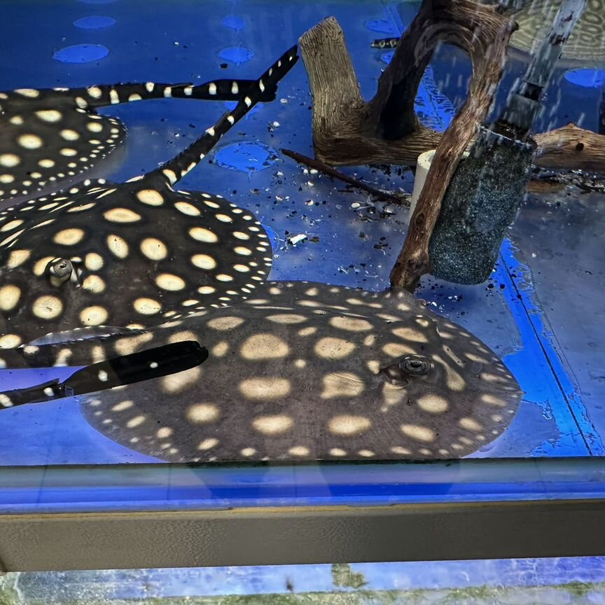 Скат леопольди Black