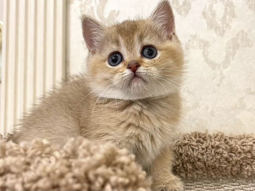 Потрясаюшая Шоколадная Золотая плюшевая Страйт