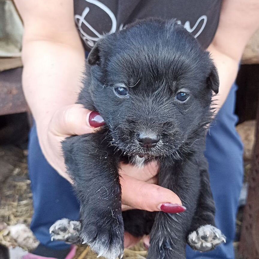 Щенки помесь лайки