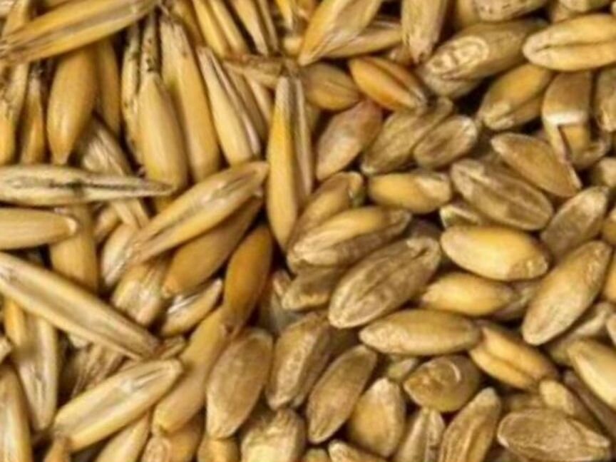 Пшеница Овëс