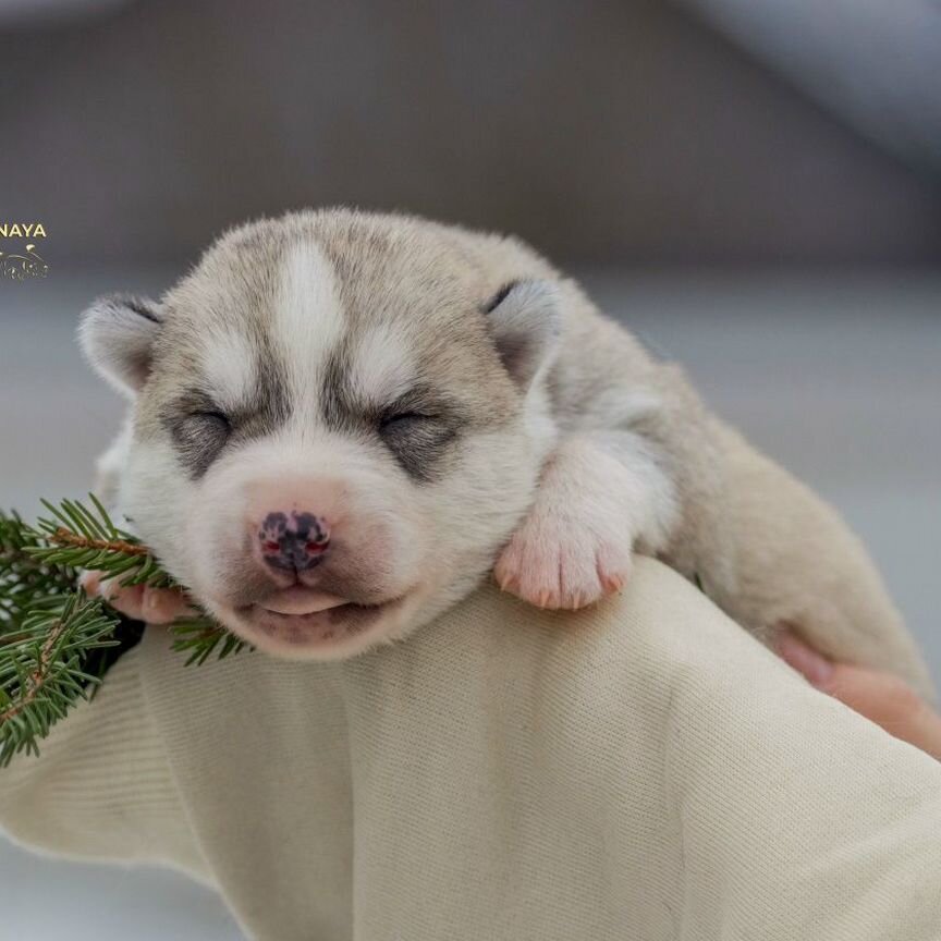 Сибирский хаски, щенок
