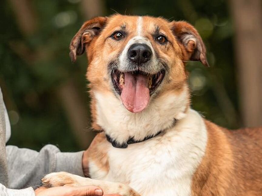 Веснушчатый пёс Лео ищет дом