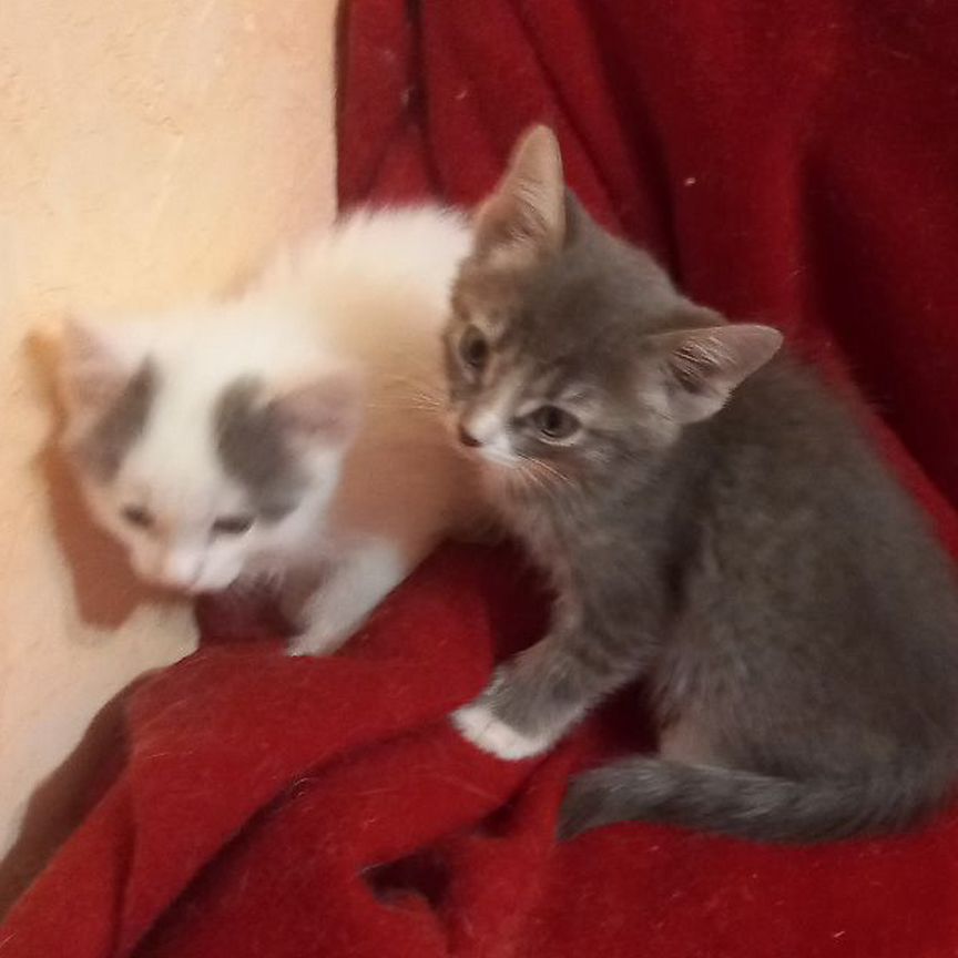 Русский голубой котёнок