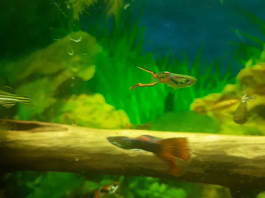 Аквариумные рыбки гуппи