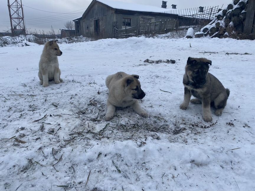 Отдам бесплатно щенки