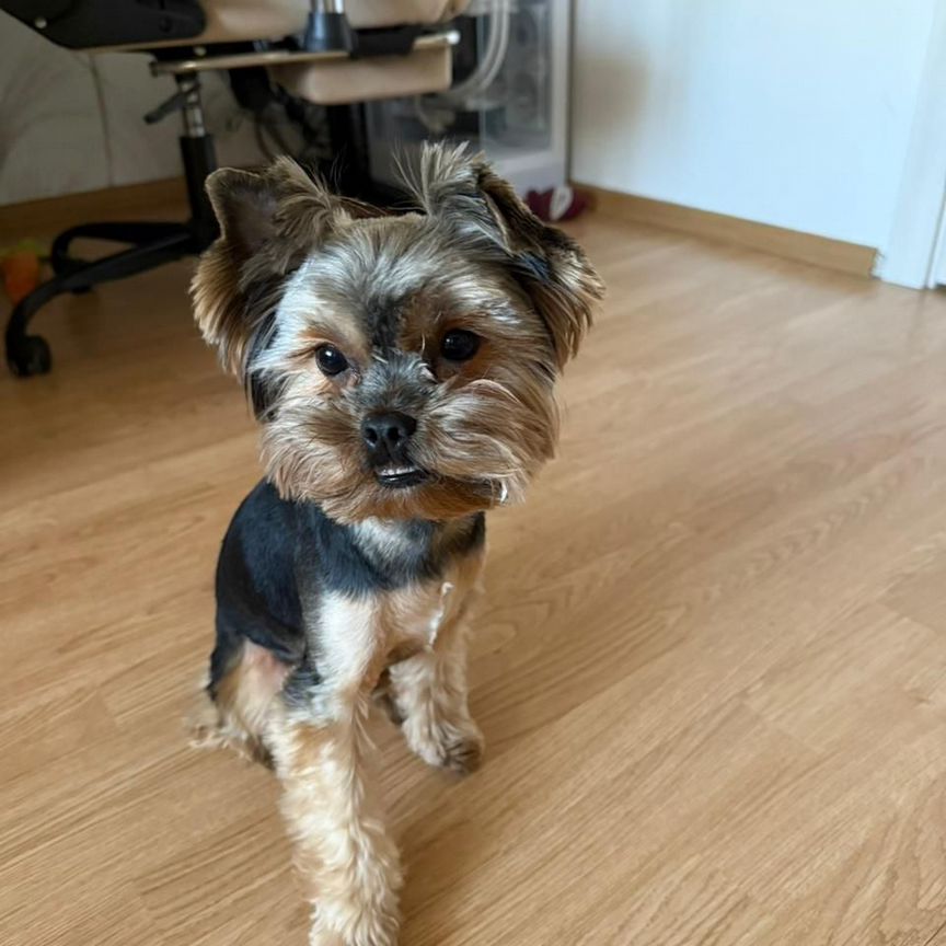 Йоркширский терьер мальчик