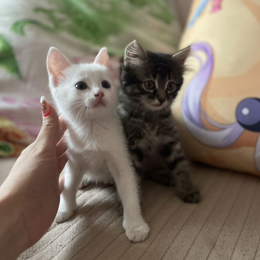 Котята бесплатно