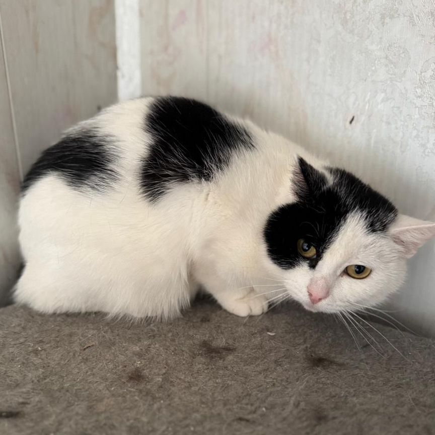 Кошка Ниса из приюта ищет дом