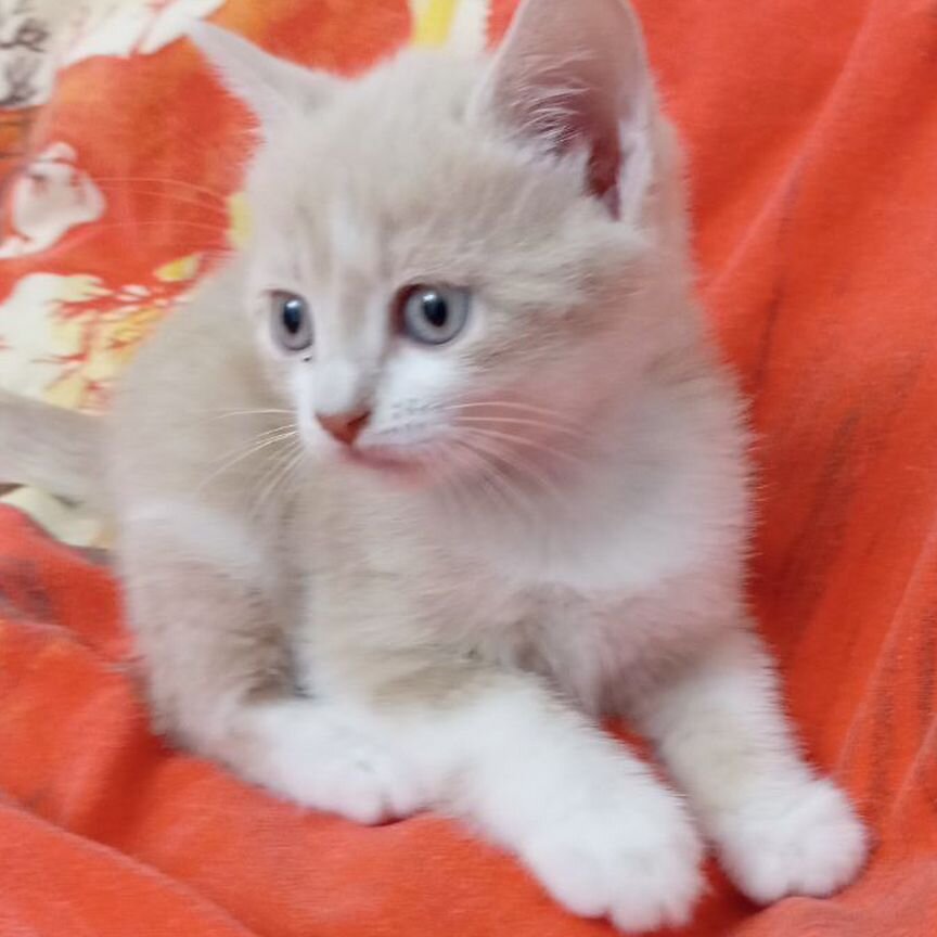 Котёнок от частного владельца