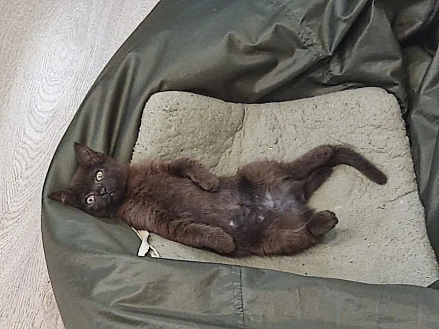 Котята в добрые руки бесплатно девочка