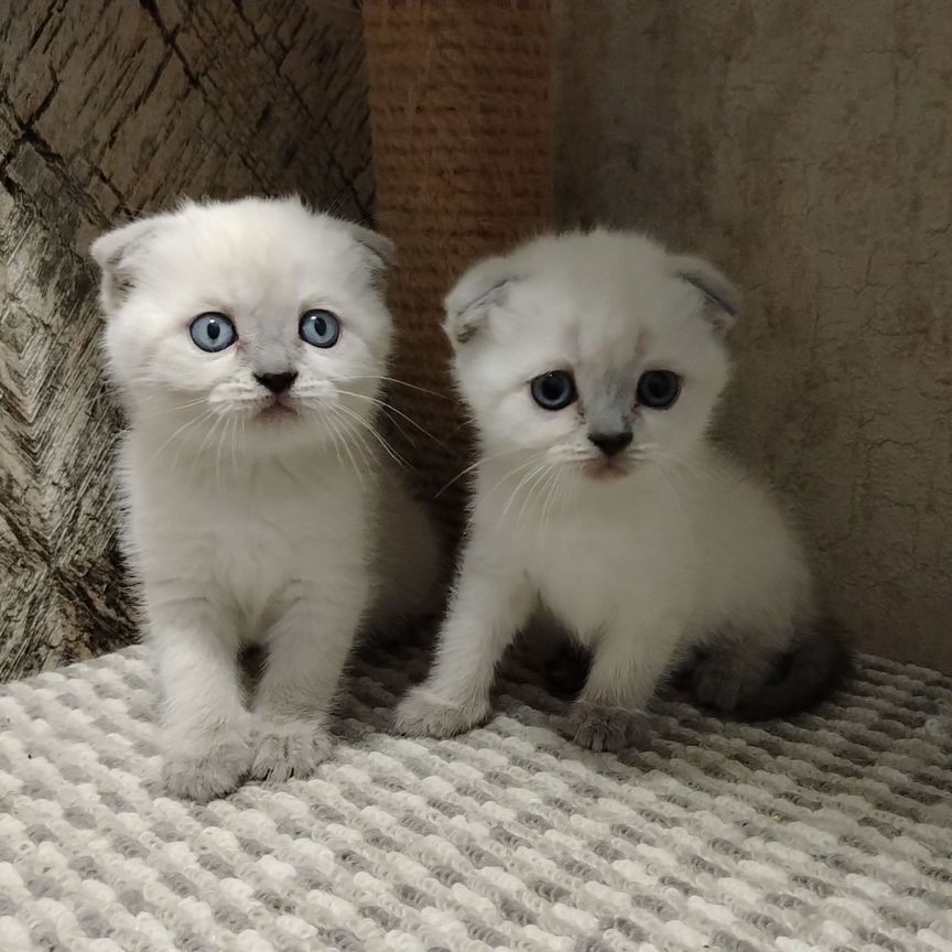 Шотландские девочки