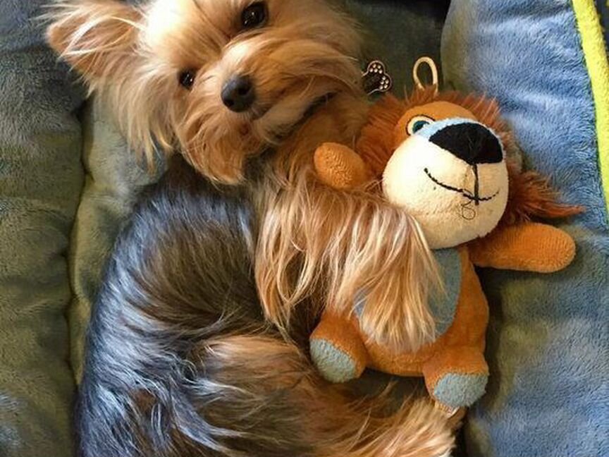 Щенок Йорка