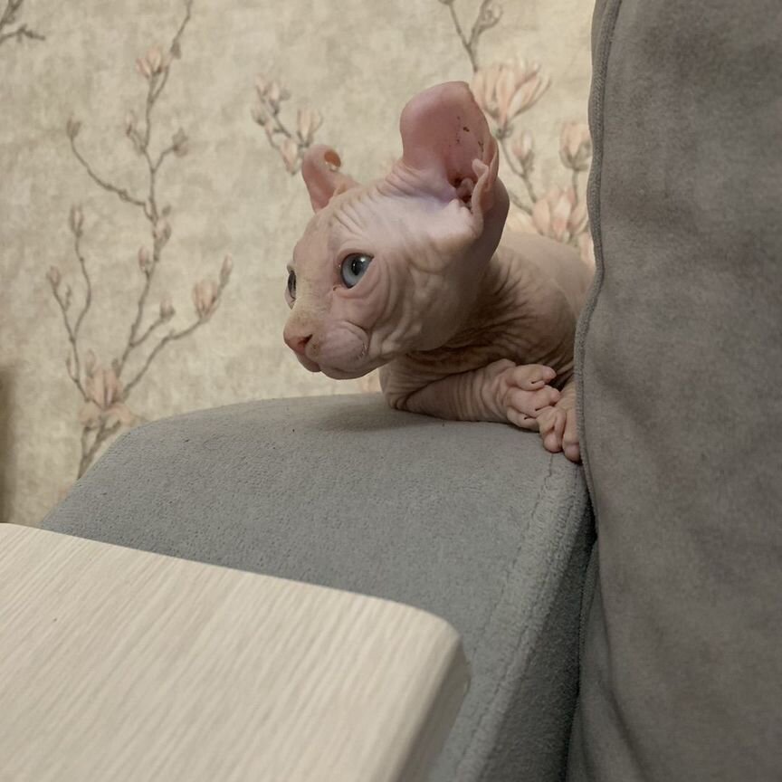 Эльфийский сфинкс