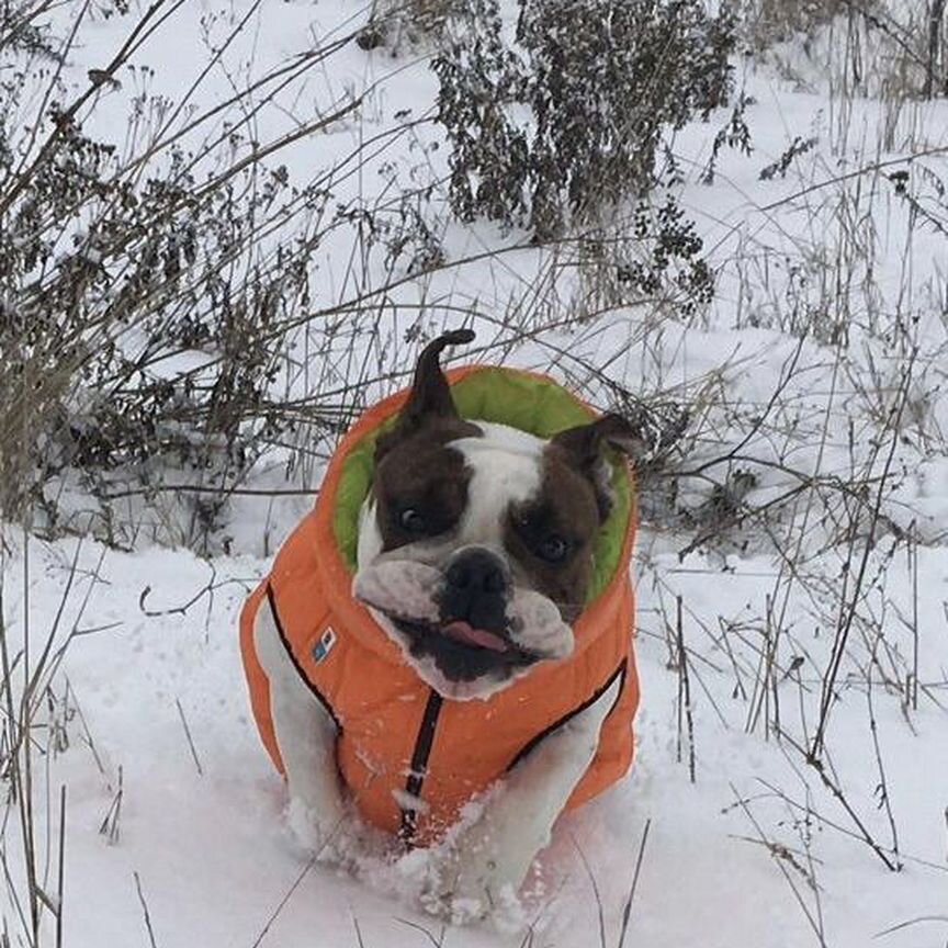 Куртка для собак AiryVest Lumi двусторонняя