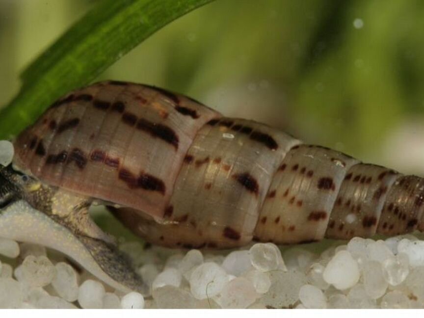 Отдам улиток Мелани