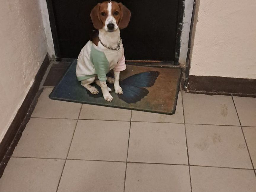 Бигль бесплатно