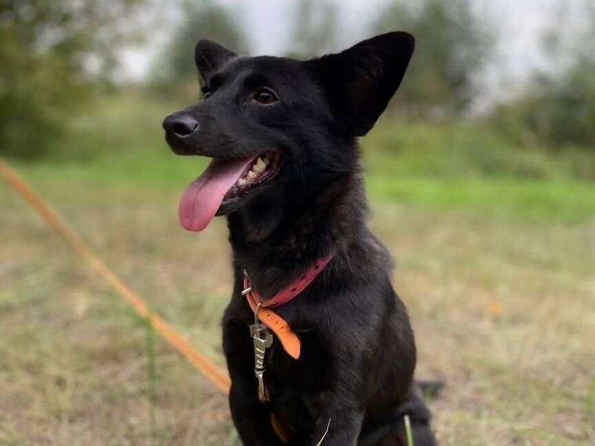 Маленькая собака в добрые руки бесплатно