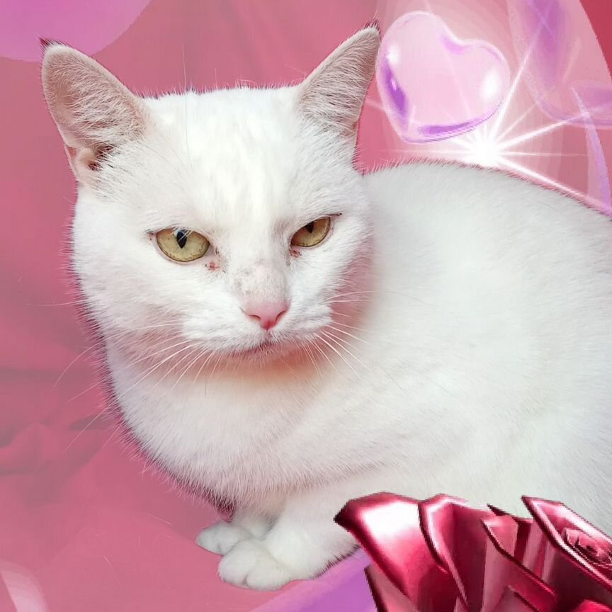 Кошки в добрые руки