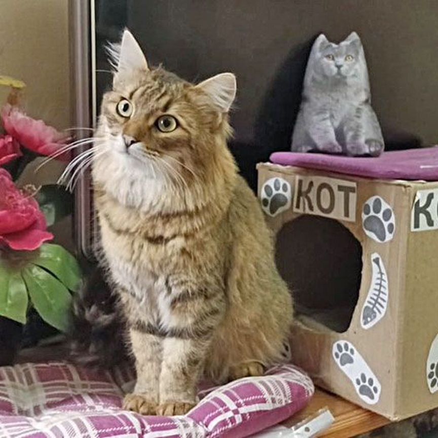 Забытая дачная игрушка, котик-подросток Барсик