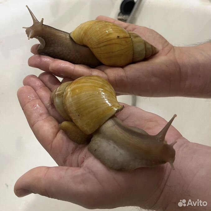 Отдам улиток