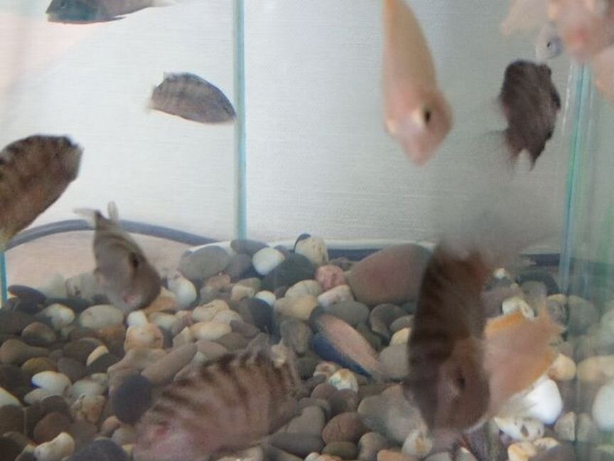 Аквариумные рыбки цихлиды