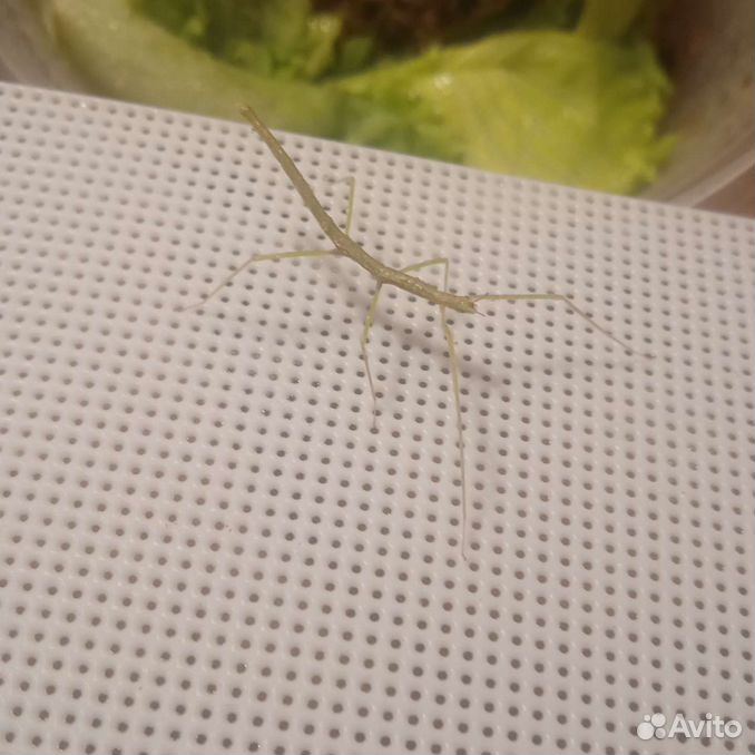 Малыш аннамского палочника