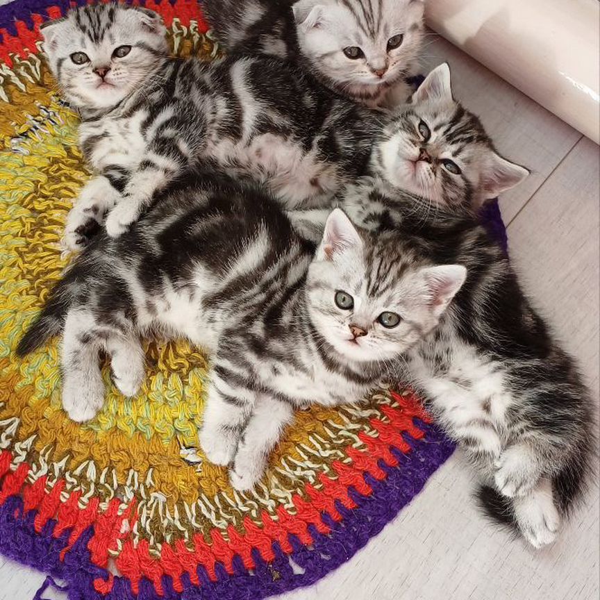 Шотландские вислоухие и страйт котята