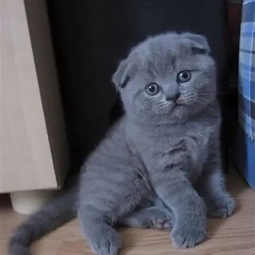 Шотландская