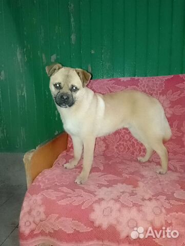 Очаровательный кобель