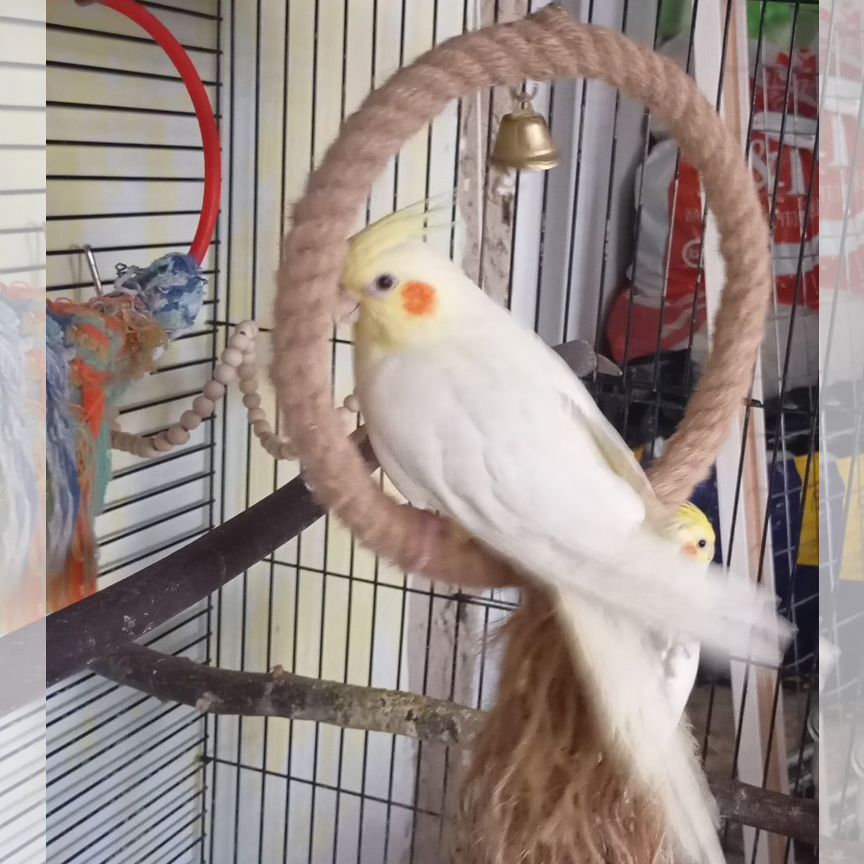 Попугай корелла