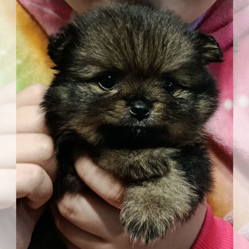 Немецкий шпиц, щенок