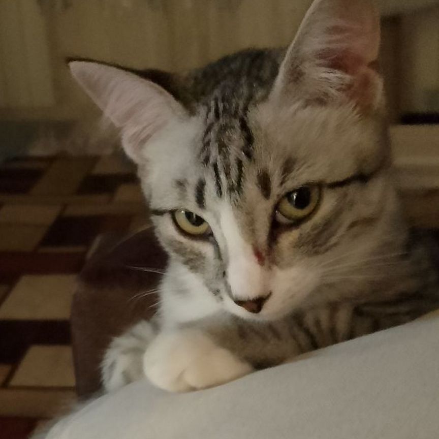 Кошка