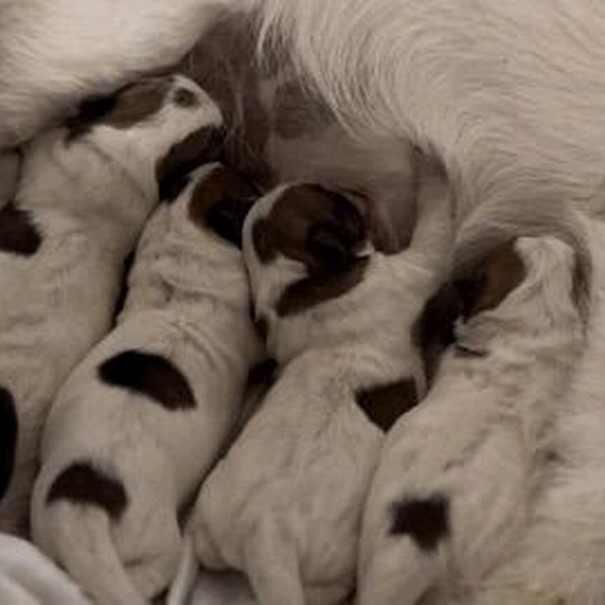 Щенки джек рассел терьер