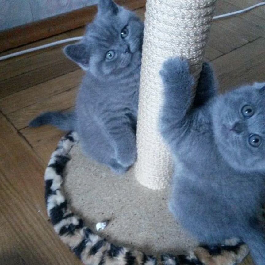 Шотландские котята