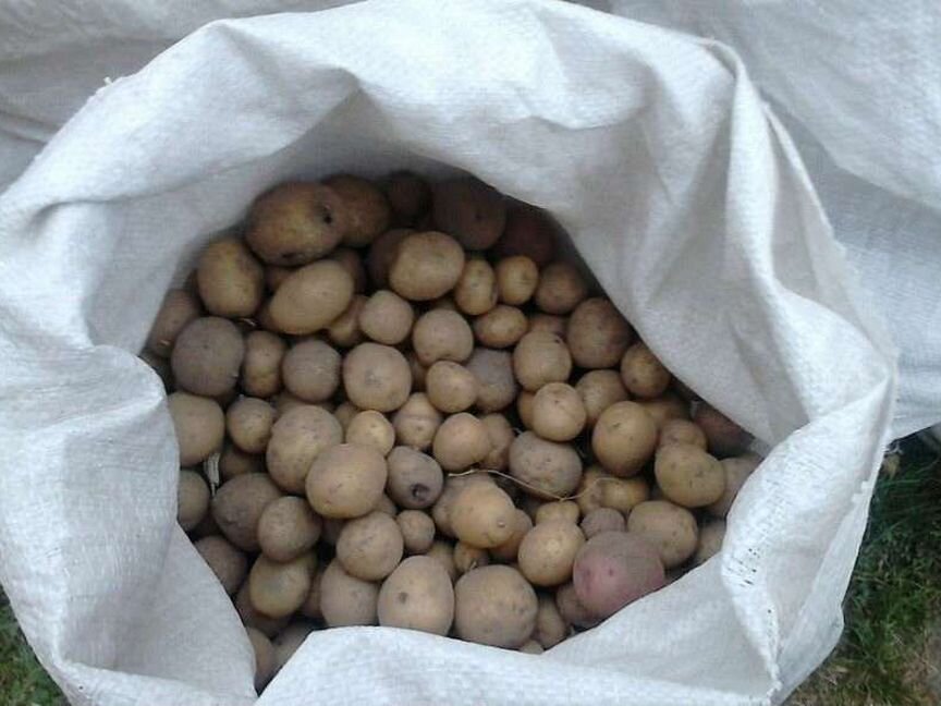 Картофель мелочь