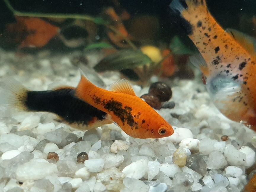 Рыбки пецилии