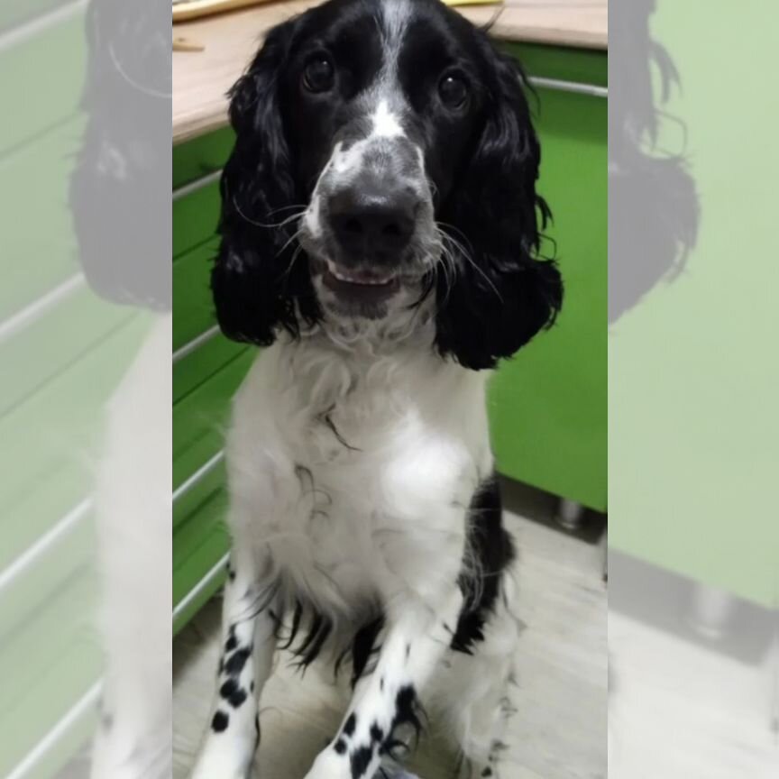 Русский охотничий спаниель, взрослый пёс