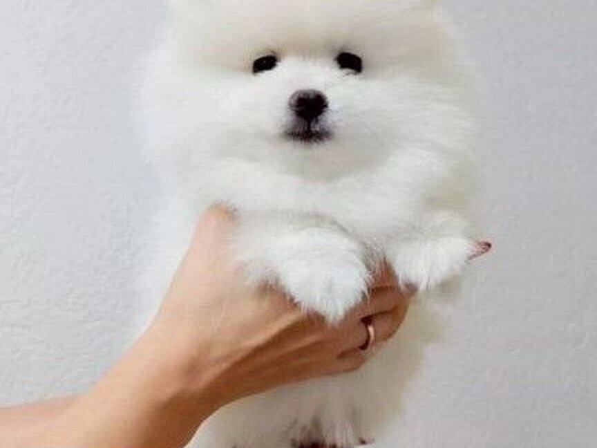 Померанский шпиц