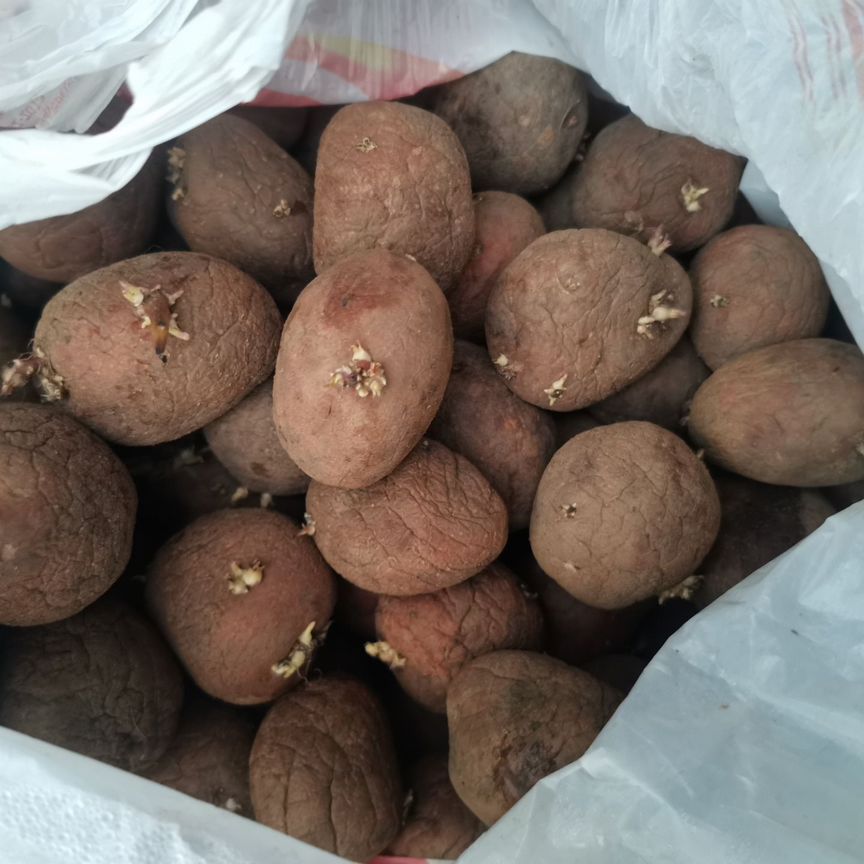 Средний и мелкий картофель